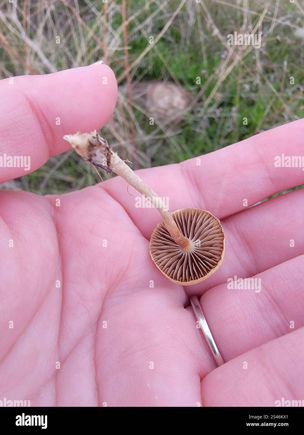 Common Fieldcap (Agrocybe pediades Stock Photo - Alamy