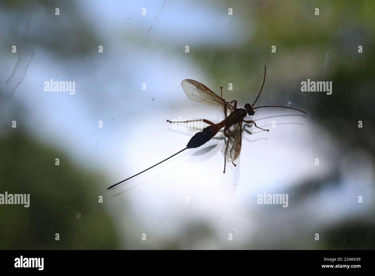 Ichneumonid and Braconid Wasps (Ichneumonoidea Stock Photo - Alamy