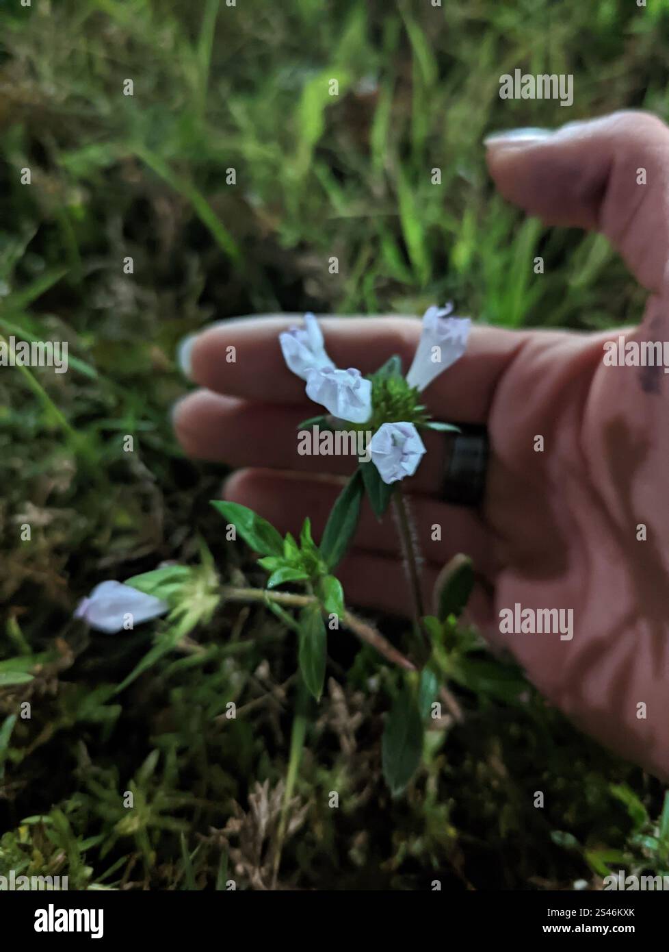 largeflower Mexican clover (Richardia grandiflora Stock Photo - Alamy