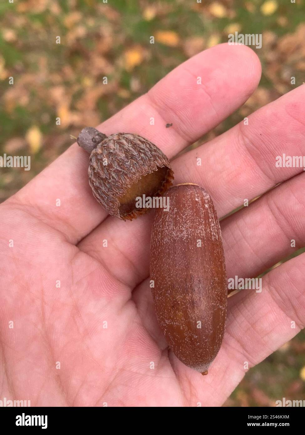 Oracle Oak (Quercus × morehus Stock Photo - Alamy