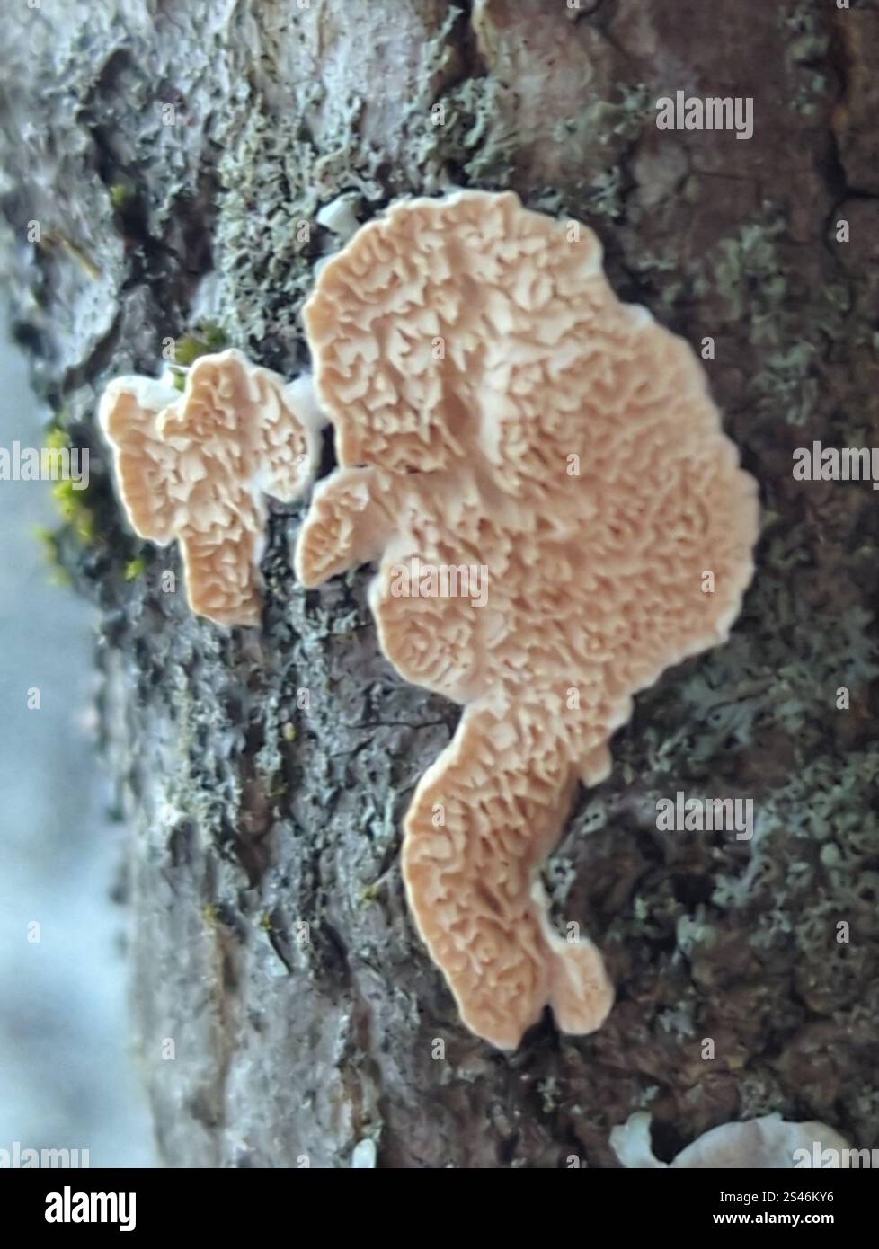 Milk-white Toothed Polypore (Irpex lacteus Stock Photo - Alamy