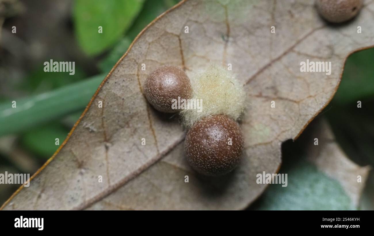 Wool-bearing Gall Wasp (Druon quercuslanigerum Stock Photo - Alamy