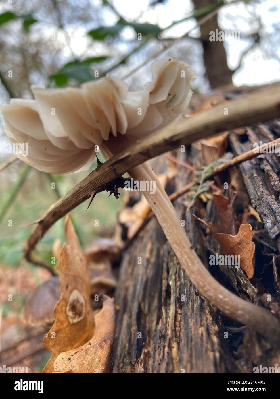 Deer Mushroom (Pluteus cervinus Stock Photo - Alamy