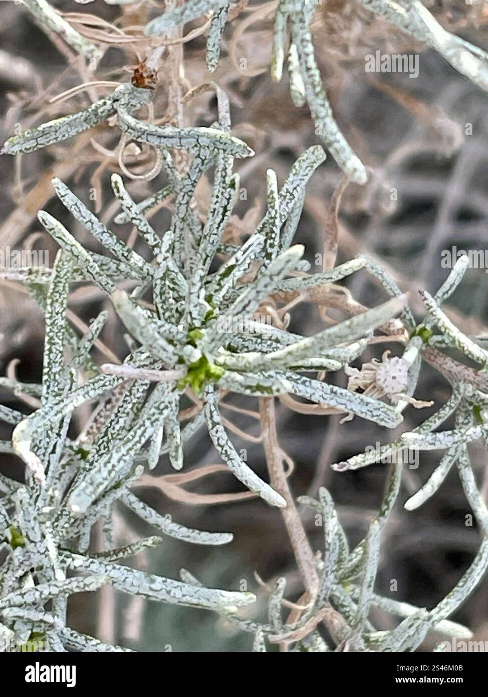 narrowleaf goldenbush (Ericameria linearifolia Stock Photo - Alamy
