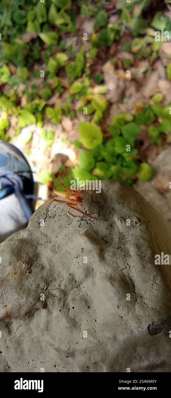 Ghost Spiders (Anyphaenidae Stock Photo - Alamy