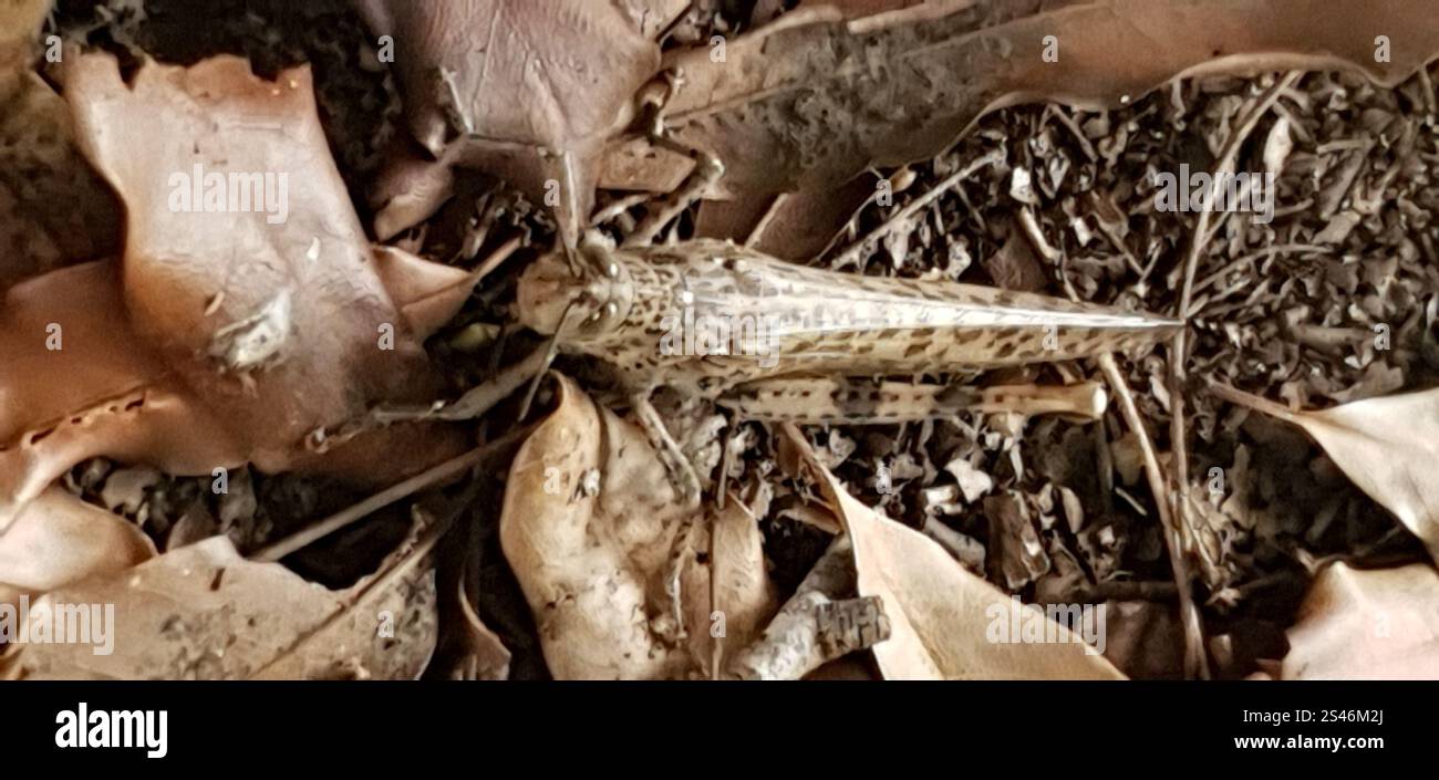 Giant Grasshopper (Valanga irregularis Stock Photo - Alamy