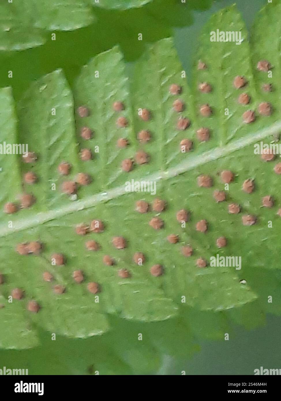 Parasitic Tri-vein Fern (Christella parasitica Stock Photo - Alamy