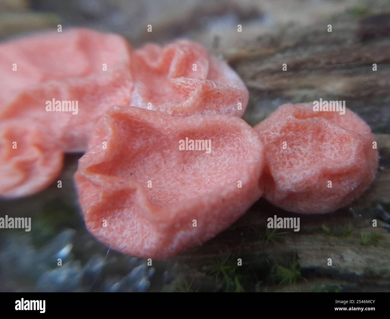 Red Tree Brain Fungus (Peniophora rufa Stock Photo - Alamy