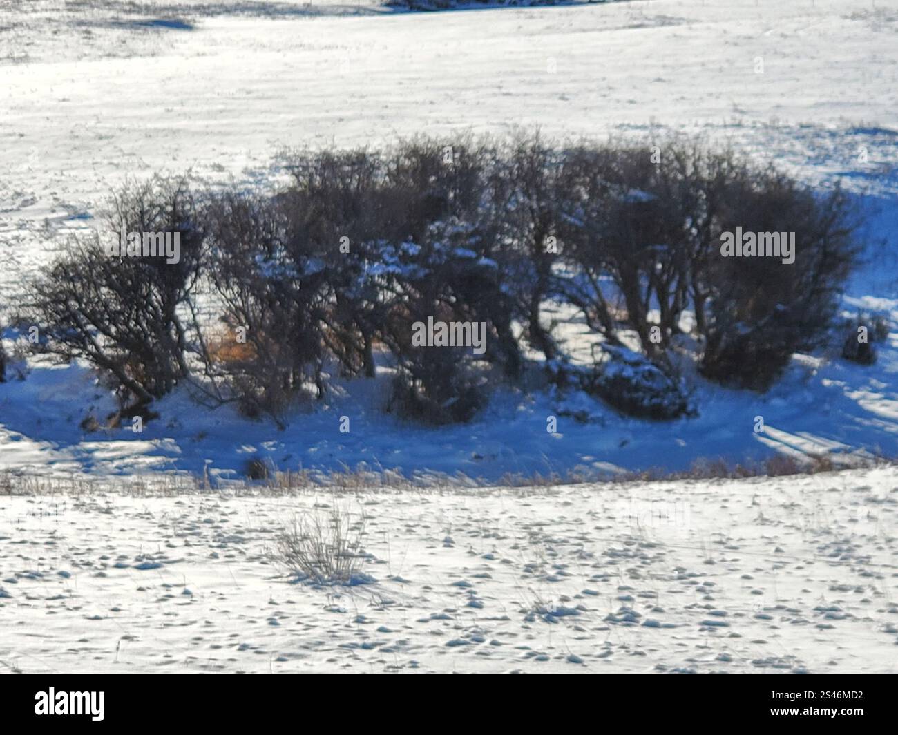 silver buffaloberry (Shepherdia argentea Stock Photo - Alamy
