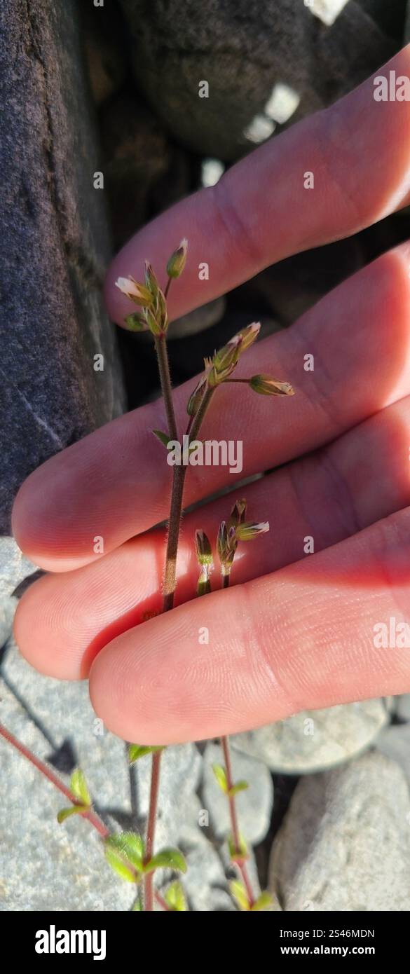 Common mouse-ear chickweed (Cerastium fontanum Stock Photo - Alamy