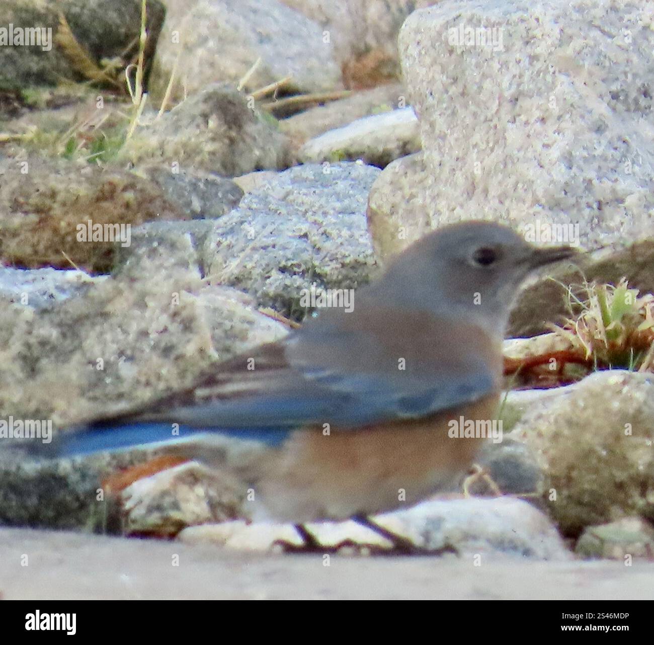 Western Bluebird (Sialia mexicana Stock Photo - Alamy