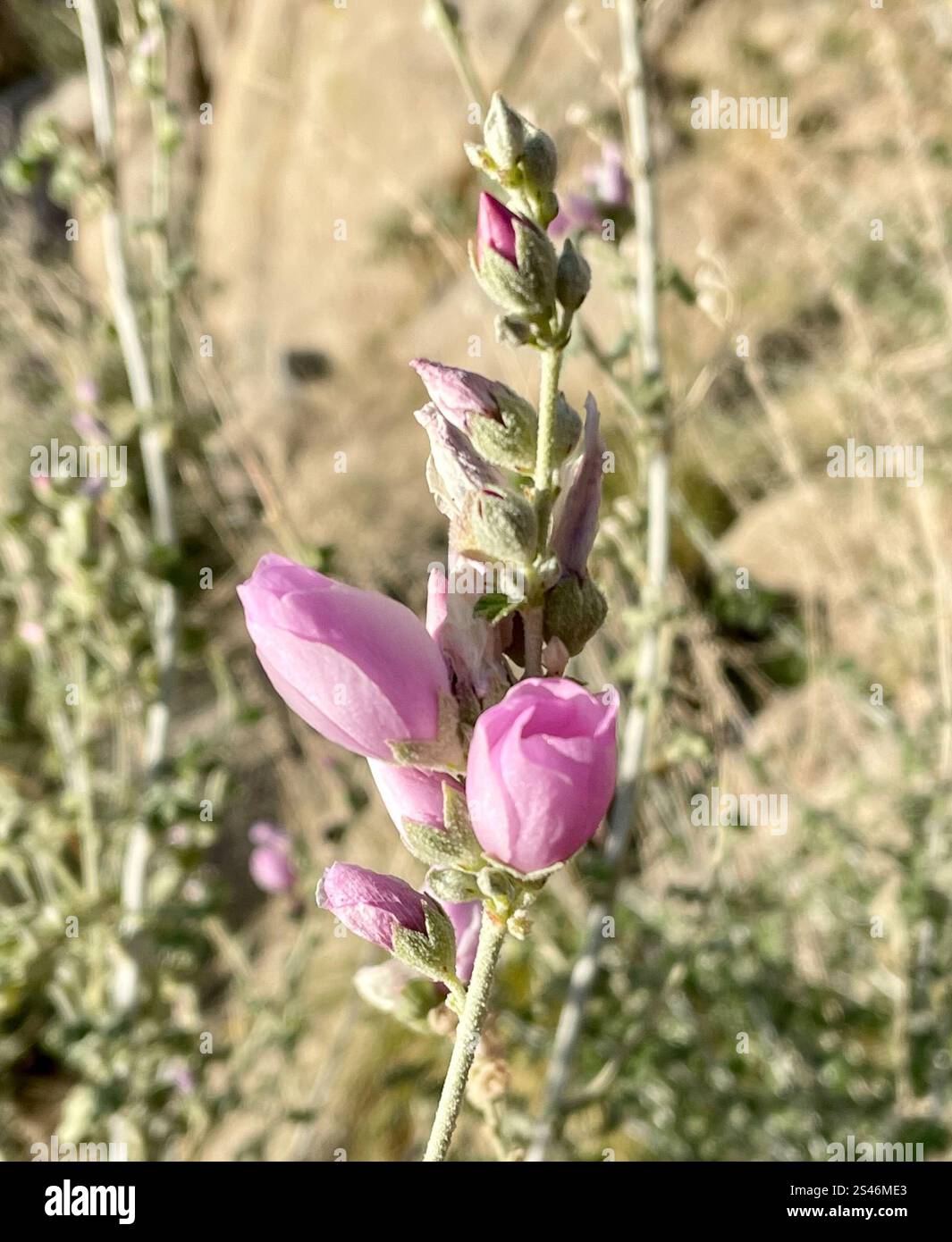 southern coastal bushmallow (Malacothamnus fasciculatus Stock Photo - Alamy