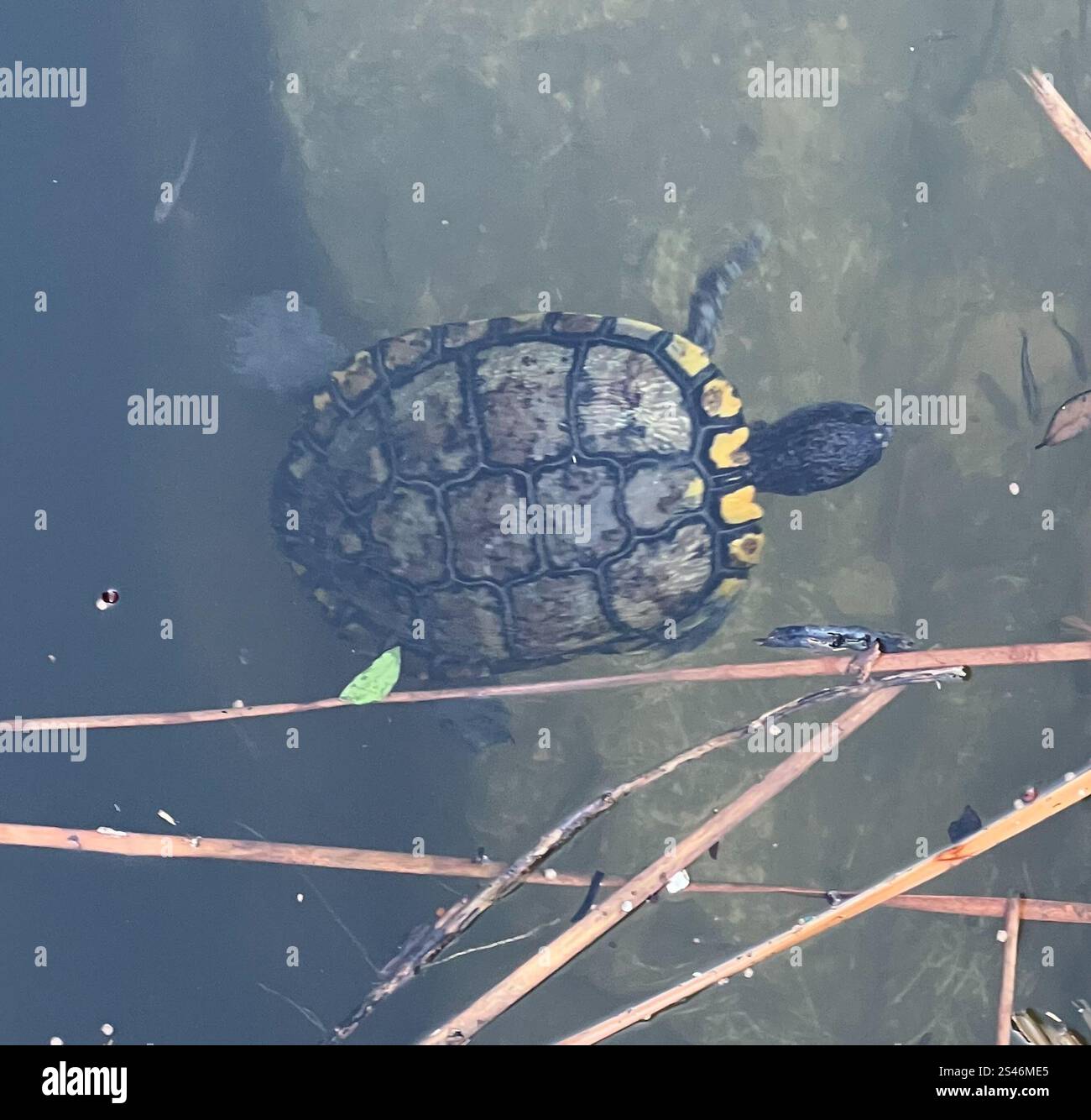 Pond Slider (Trachemys scripta Stock Photo - Alamy