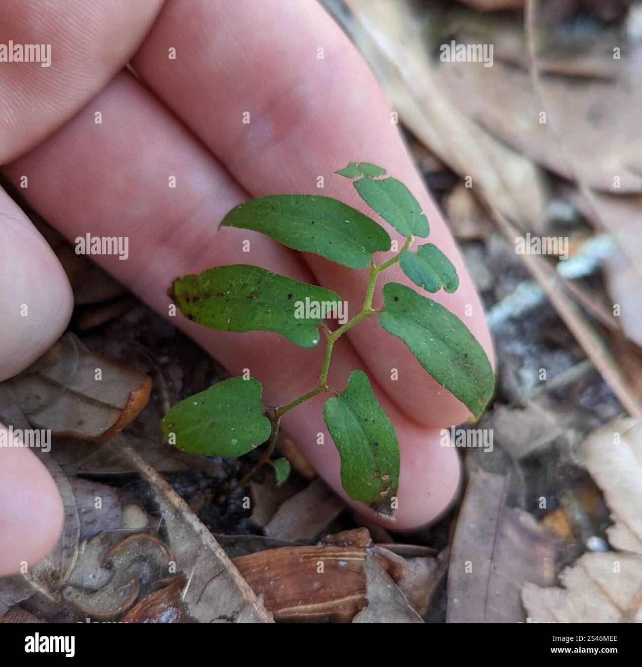 Virginia snakeroot (Aristolochia serpentaria Stock Photo - Alamy
