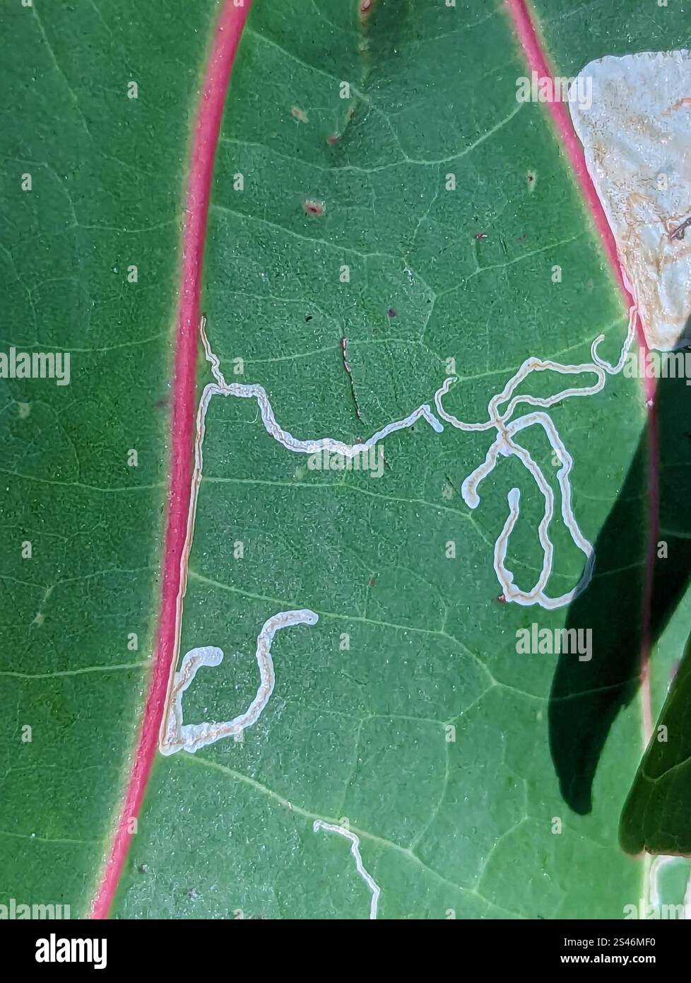 Leaf Blotch Miner Moths (Gracillariidae Stock Photo - Alamy