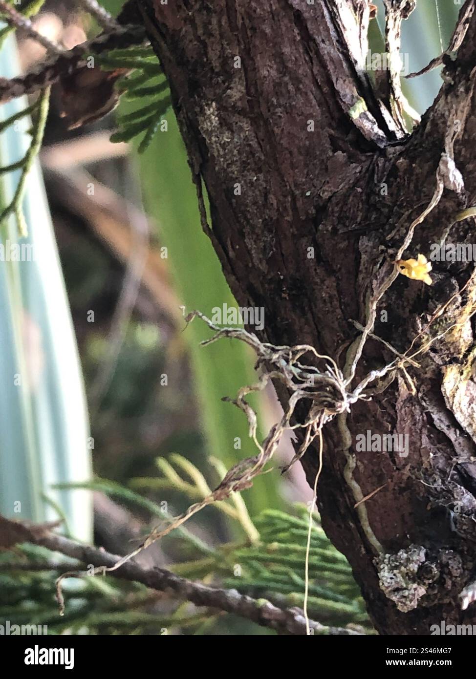 Jingle Bell Orchid (Dendrophylax porrectus Stock Photo - Alamy