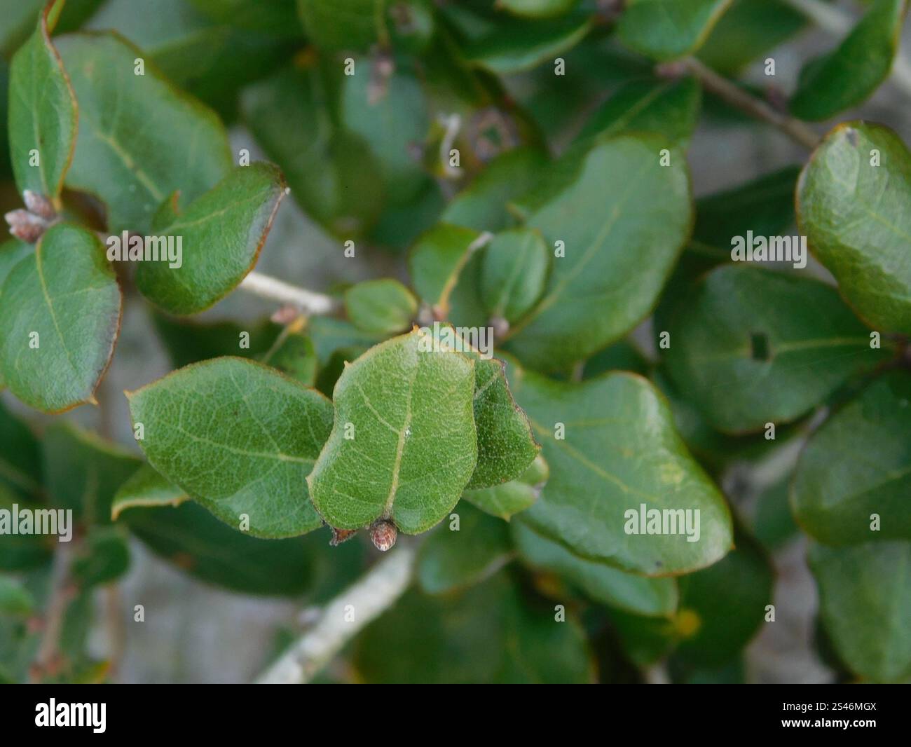 Myrtle Oak (Quercus myrtifolia Stock Photo - Alamy