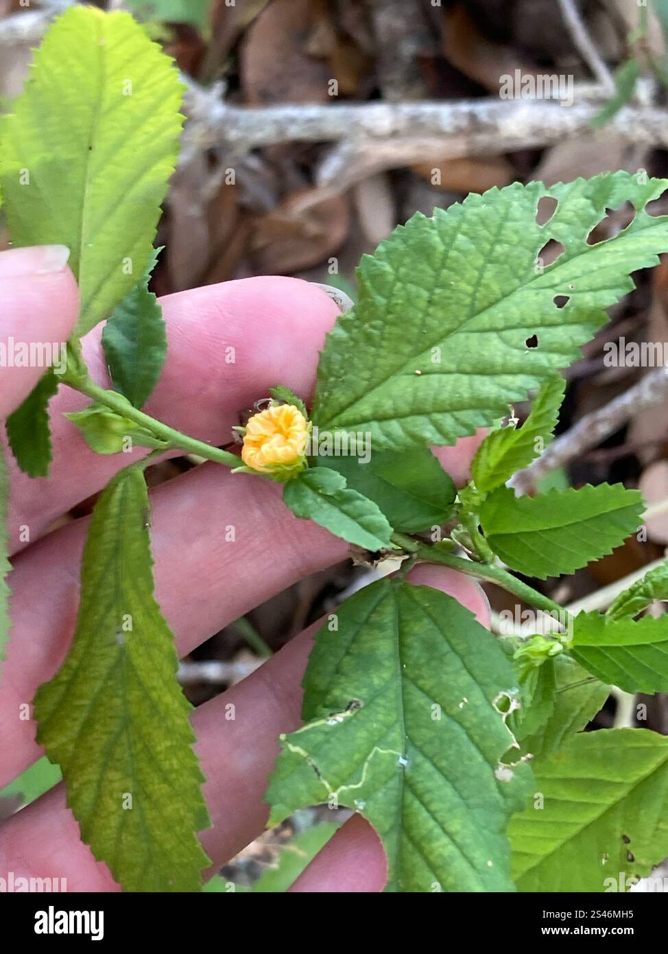 Common Fanpetals (Sida ulmifolia Stock Photo - Alamy