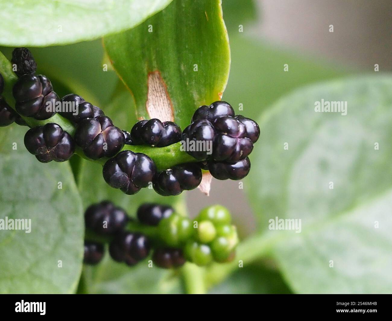 Malabar spinach (Basella alba Stock Photo - Alamy