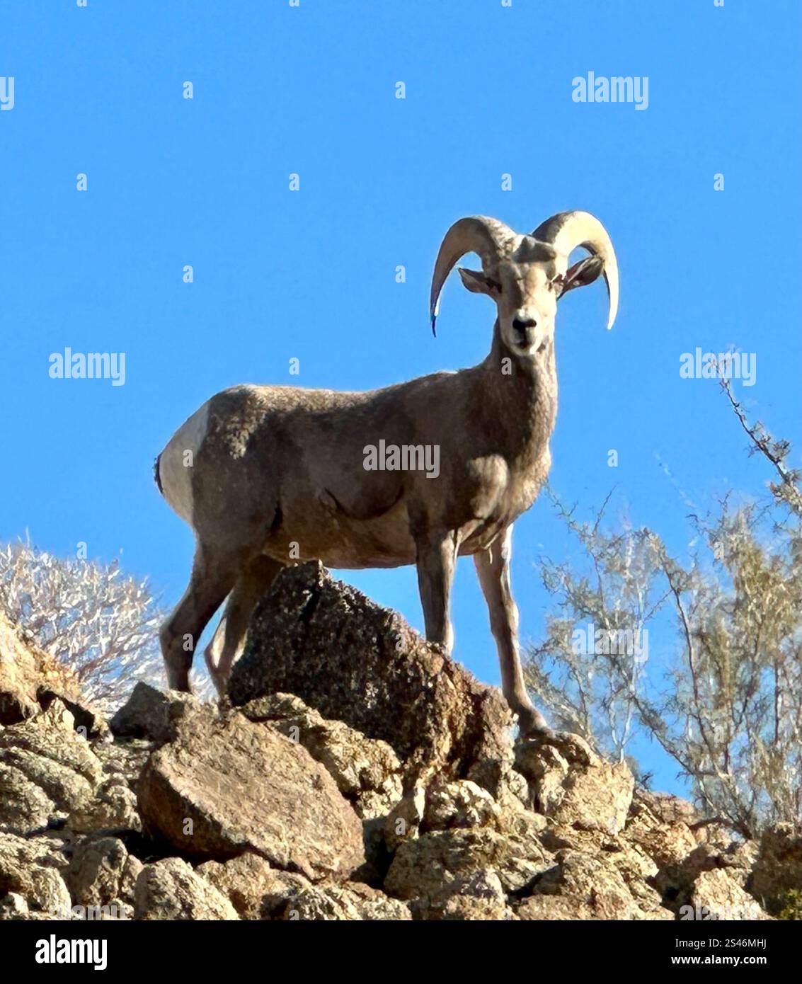 Desert Bighorn Sheep (Ovis canadensis nelsoni Stock Photo - Alamy