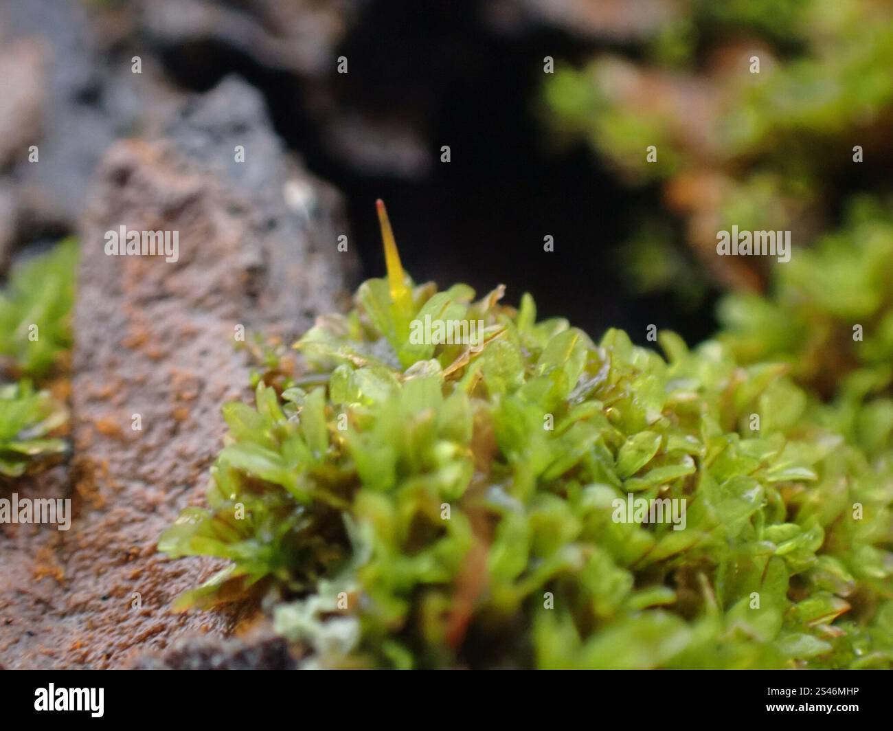Water Screw-moss (Syntrichia latifolia Stock Photo - Alamy