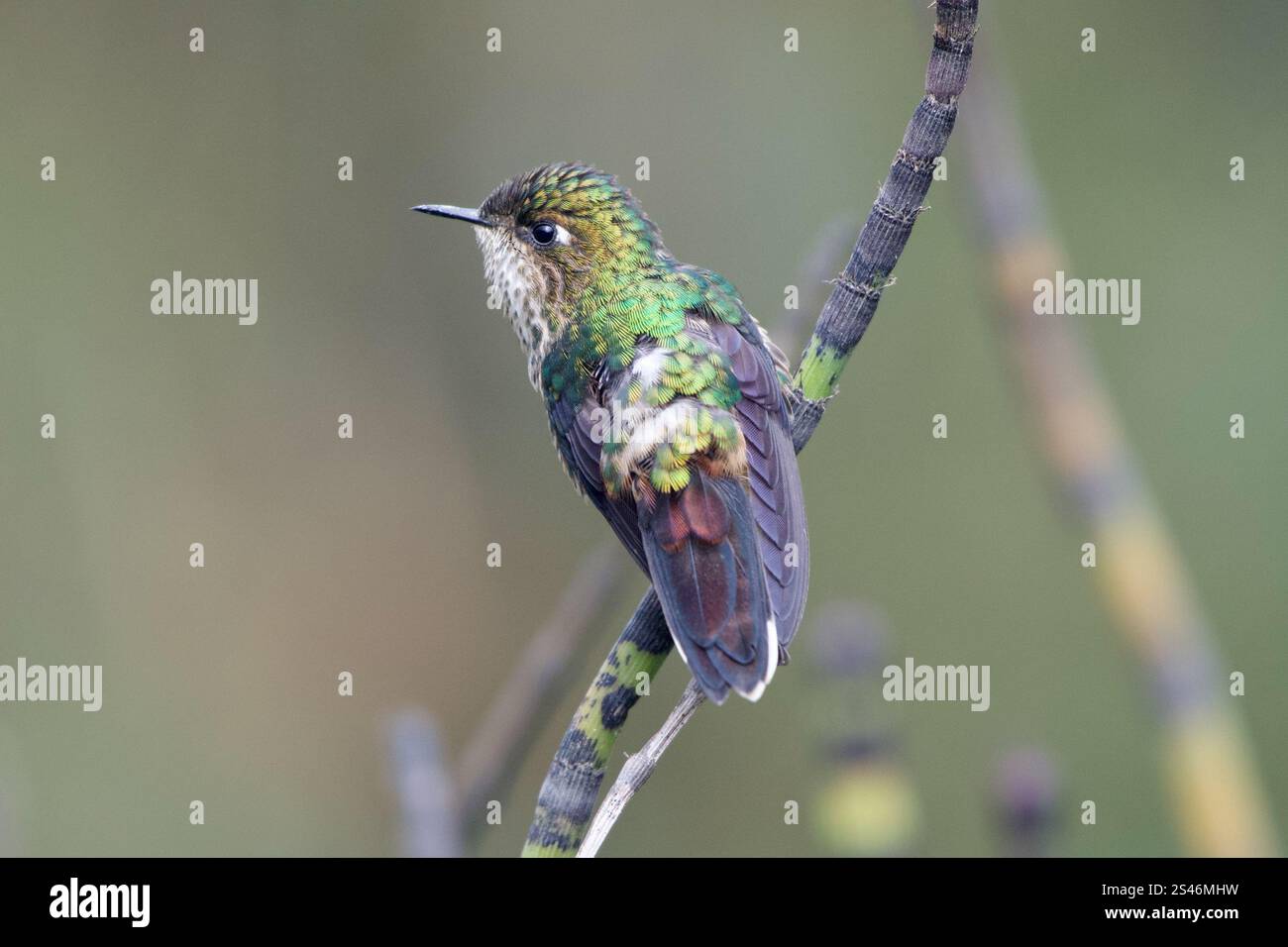 Purple-backed Thornbill (Ramphomicron microrhynchum Stock Photo - Alamy