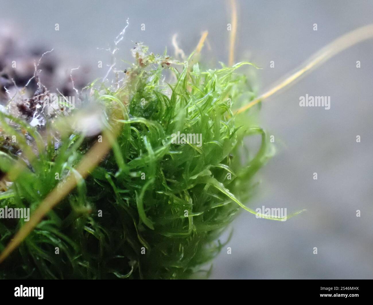 Cape Thread-moss (Orthodontium lineare Stock Photo - Alamy