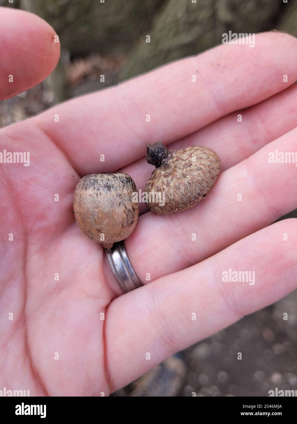 (Quercus rubra rubra Stock Photo - Alamy
