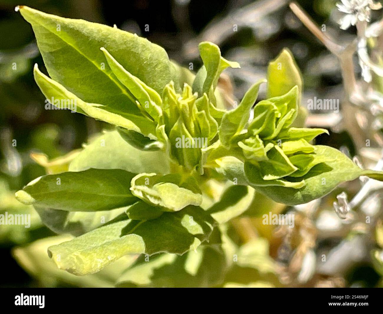 American threefold (Trixis californica Stock Photo - Alamy