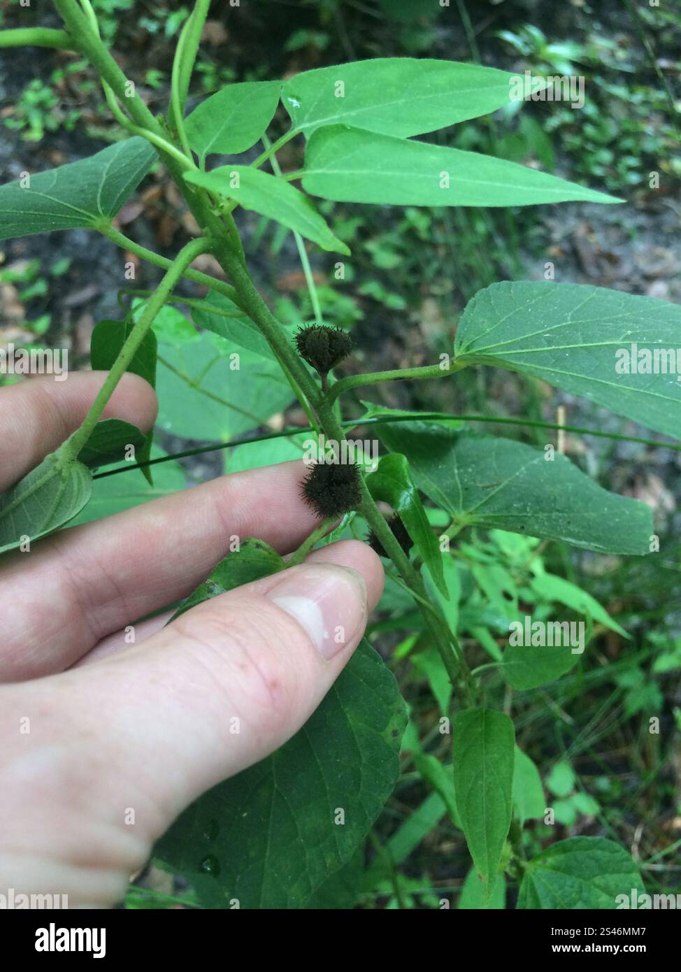 Caesar weed (Urena lobata Stock Photo - Alamy