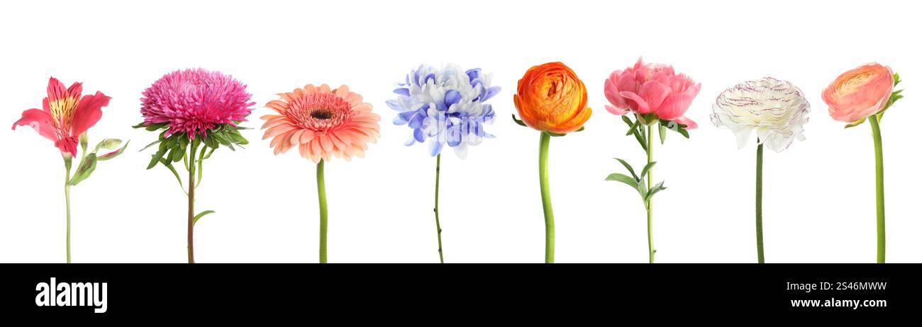 Different beautiful flowers in row isolated on white, set Stock Photo ...