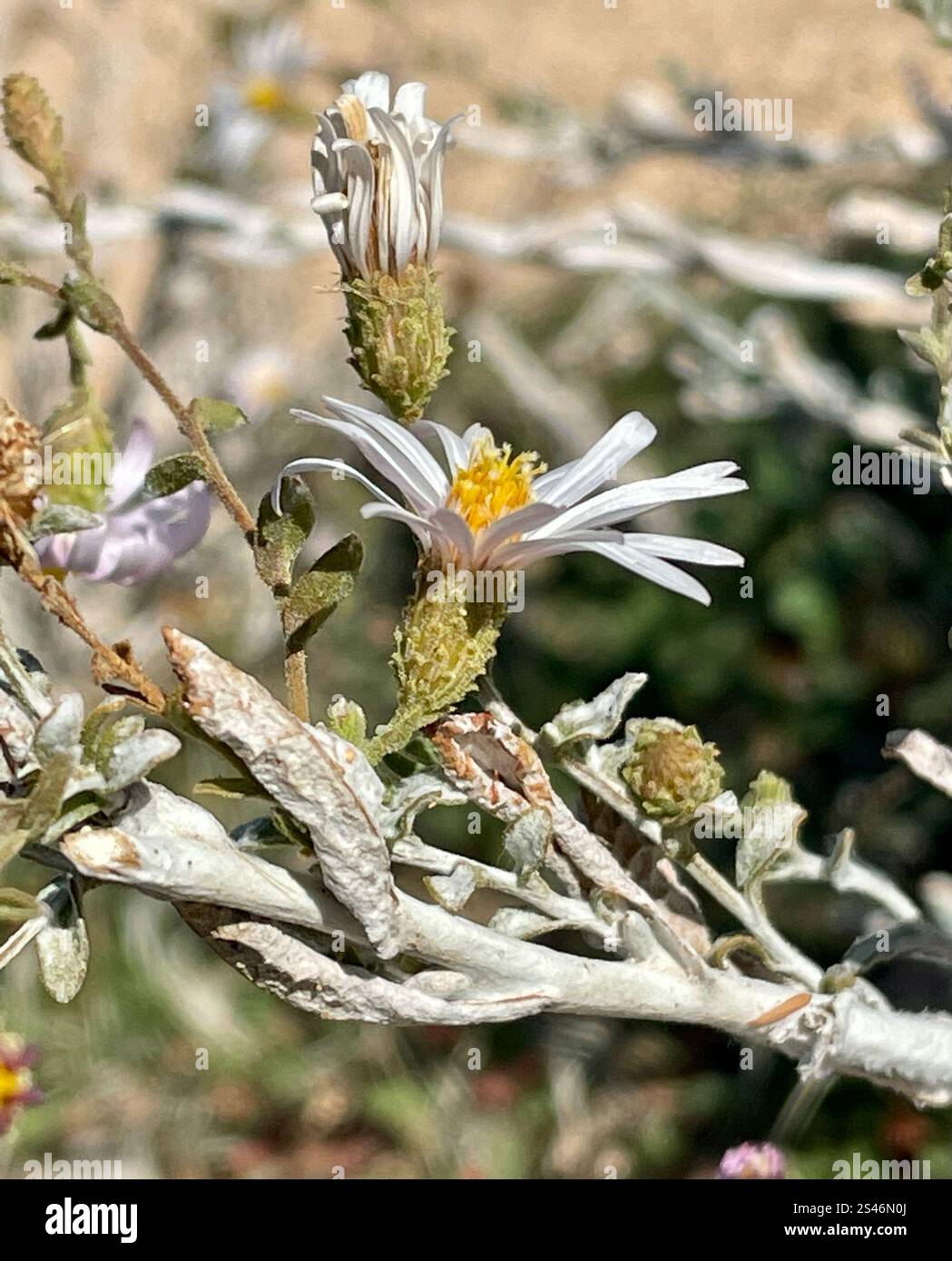 California Aster (Corethrogyne filaginifolia Stock Photo - Alamy