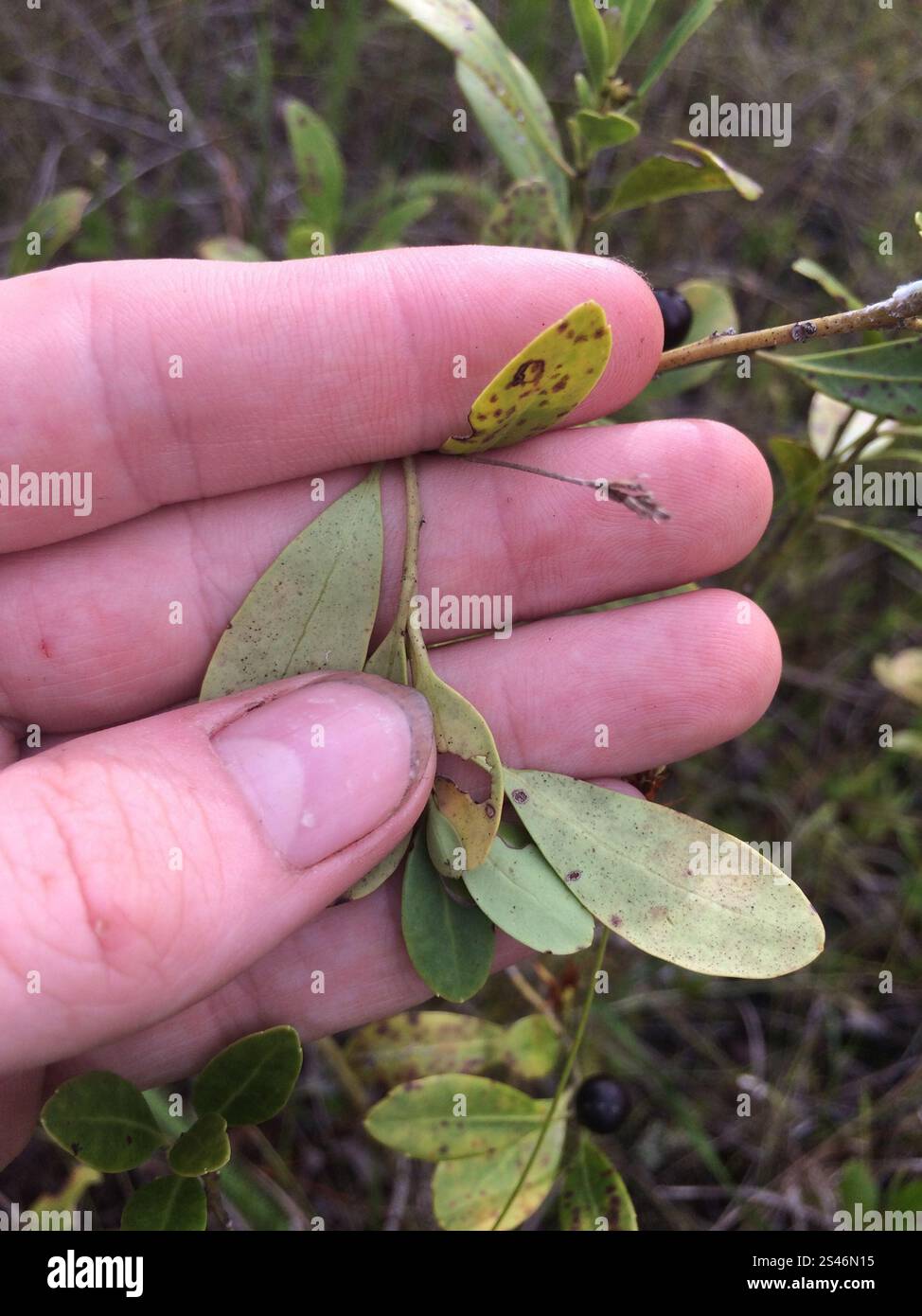 gallberry (Ilex glabra Stock Photo - Alamy