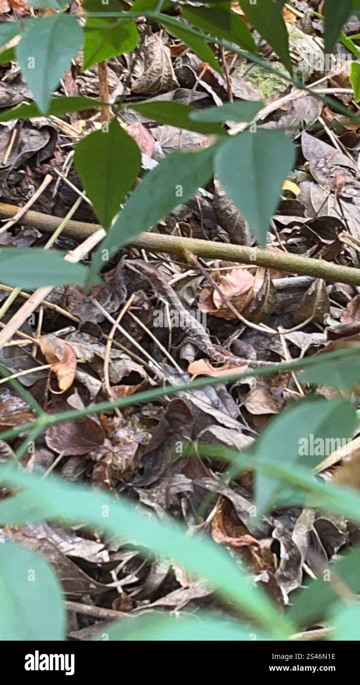 Gerrhonotus hi-res stock photography and images - Alamy