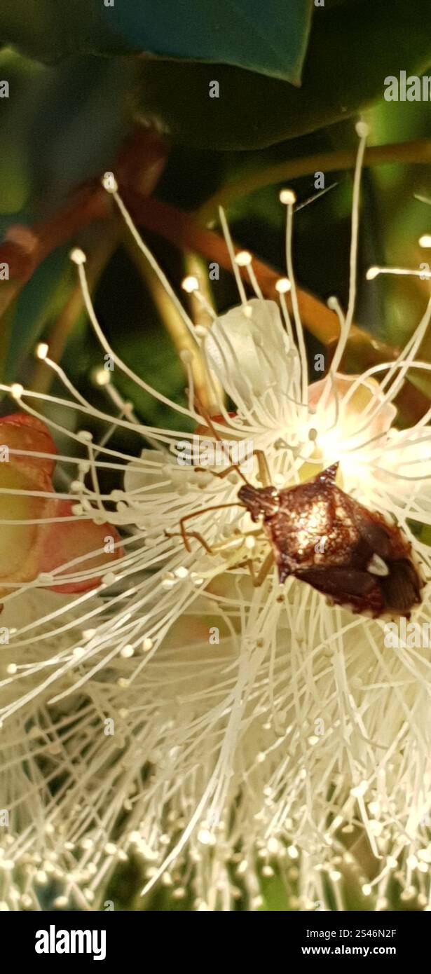 Schellenberg's soldier bug (Oechalia schellenbergii Stock Photo - Alamy