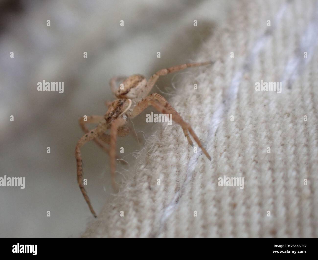 Running Crab Spiders (Philodromus Stock Photo - Alamy
