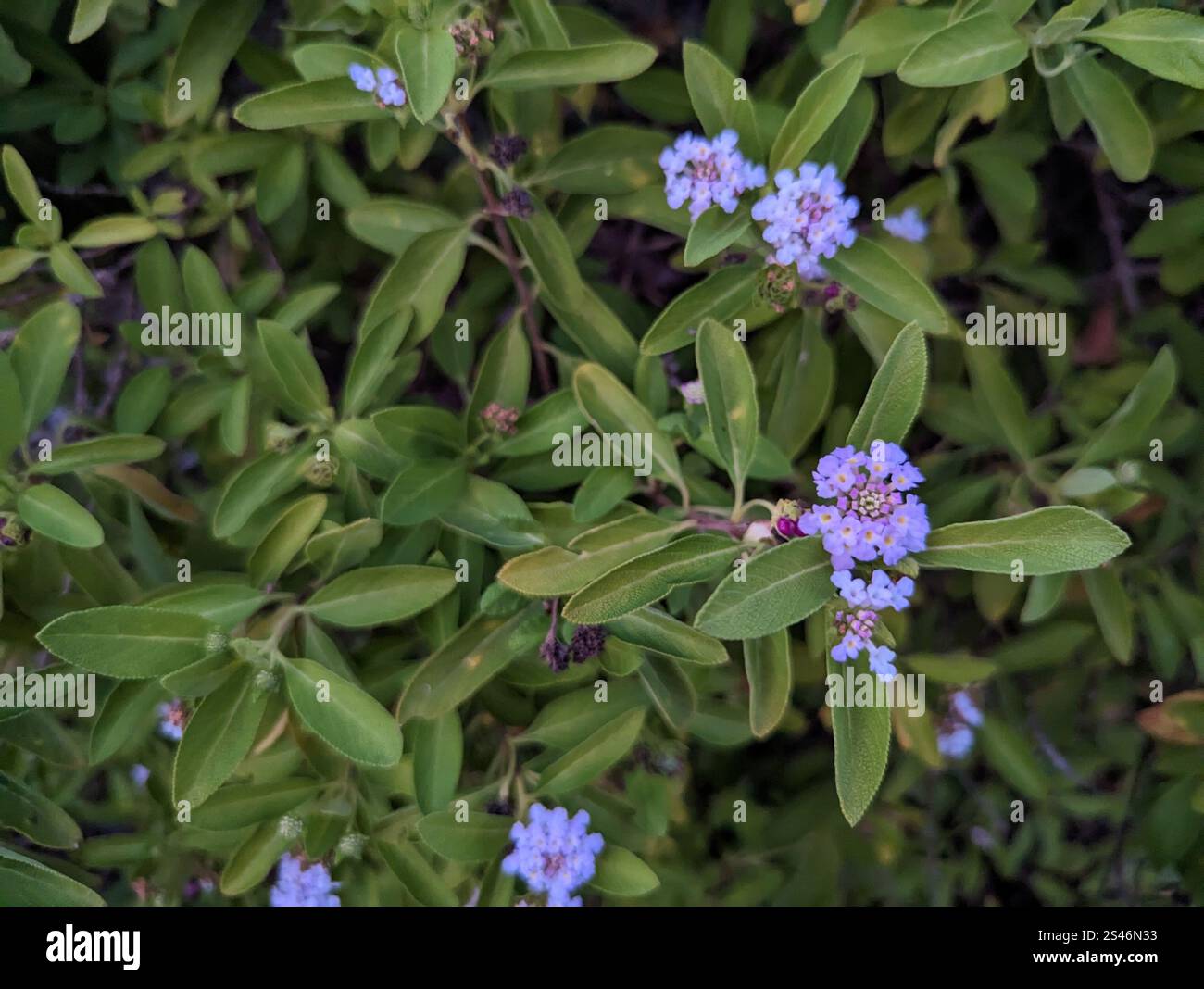 Button Sage (Lantana involucrata Stock Photo - Alamy