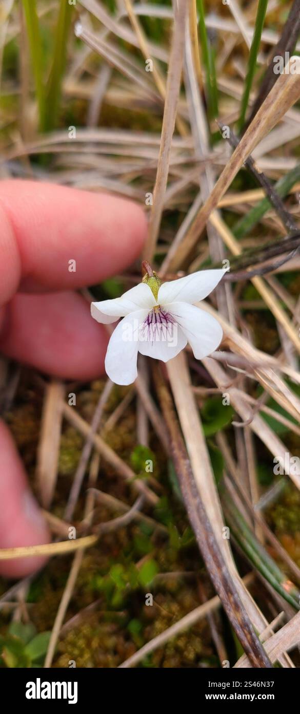Mountain violet (Viola cunninghamii Stock Photo - Alamy