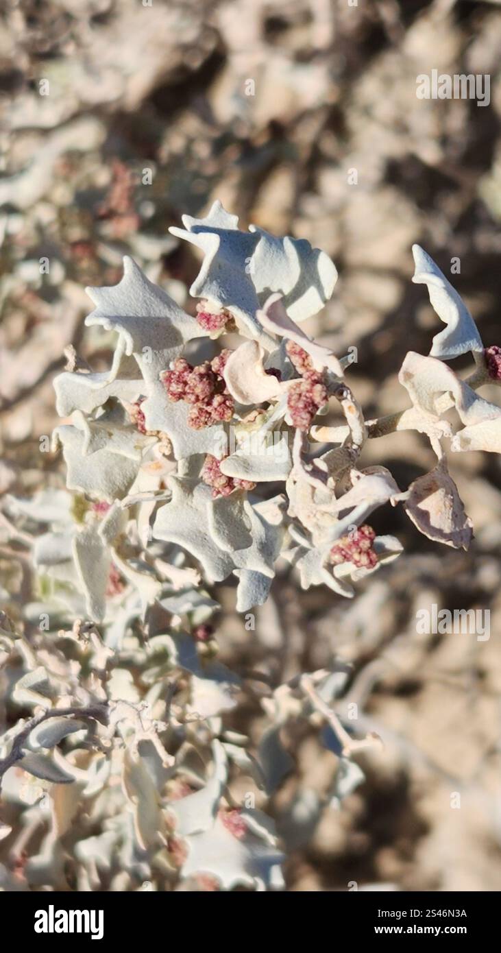 Desert Holly (Atriplex hymenelytra Stock Photo - Alamy