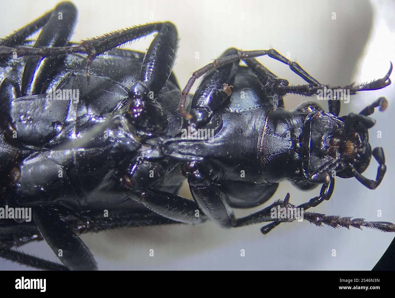 Narrow Searcher Beetle (Calosoma externum Stock Photo - Alamy