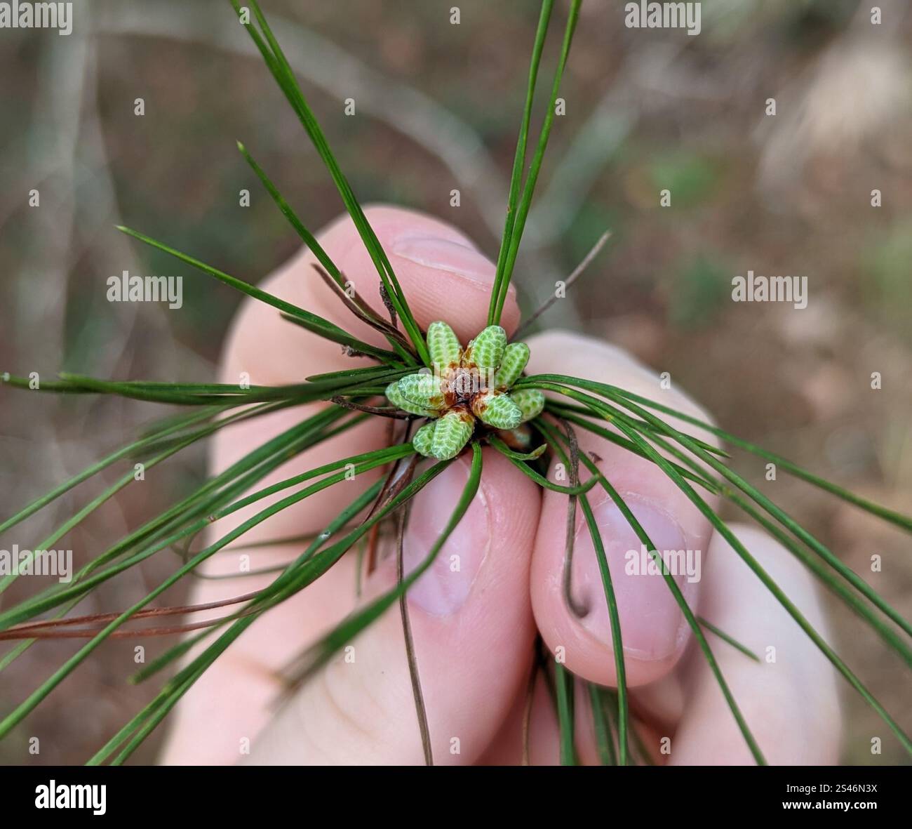 sand pine (Pinus clausa Stock Photo - Alamy