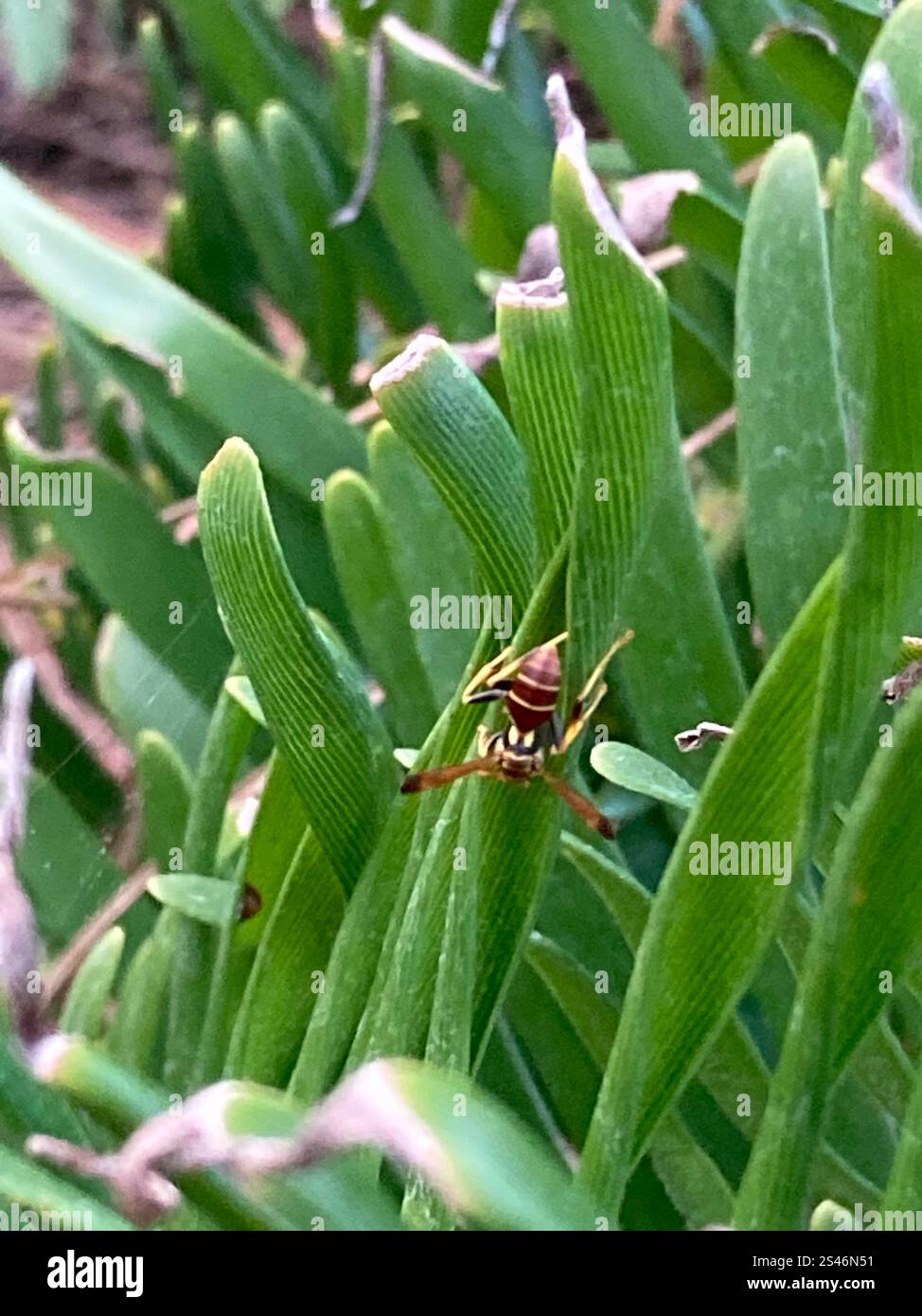 (Mischocyttarus mexicanus cubicola Stock Photo - Alamy