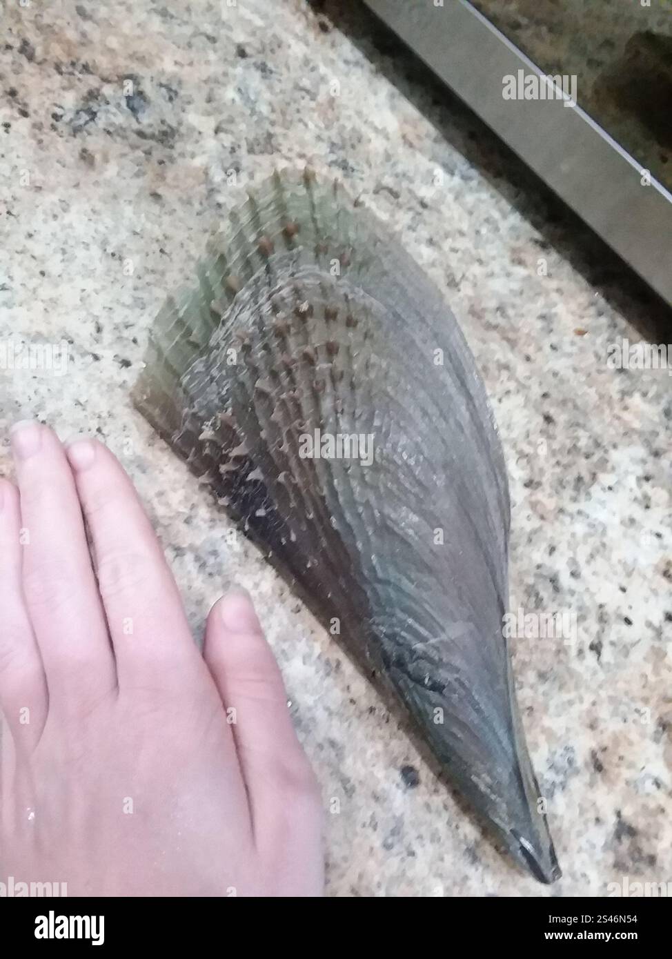 Stiff Pen Shell (Atrina rigida Stock Photo - Alamy