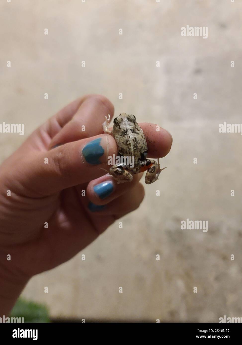 Colombian Four-eyed Frog (Pleurodema brachyops Stock Photo - Alamy