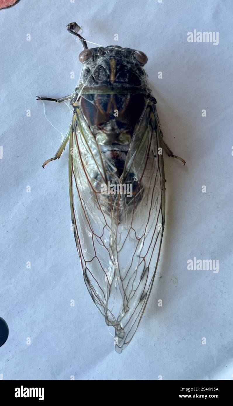 White Drummer (Arunta perulata Stock Photo - Alamy