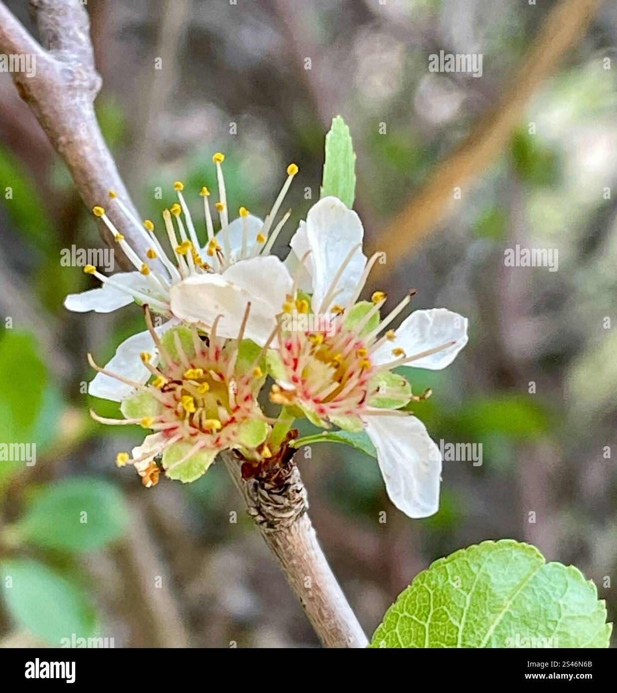 Desert Apricot (Prunus fremontii Stock Photo - Alamy