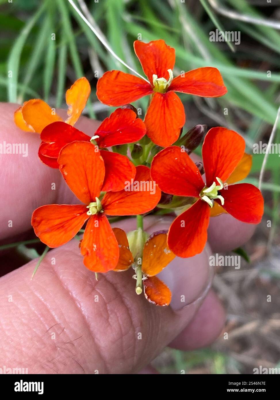 Western Wallflower (Erysimum capitatum Stock Photo - Alamy
