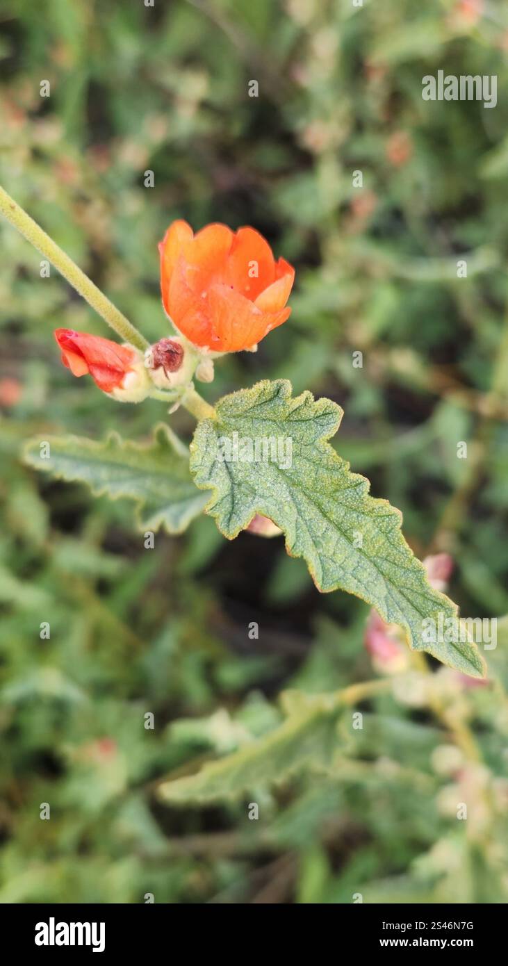 spear globemallow (Sphaeralcea hastulata Stock Photo - Alamy