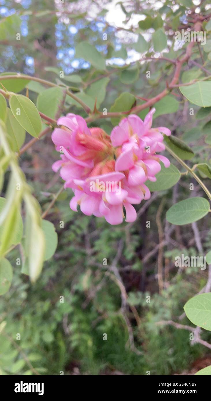 New Mexico locust (Robinia neomexicana Stock Photo - Alamy