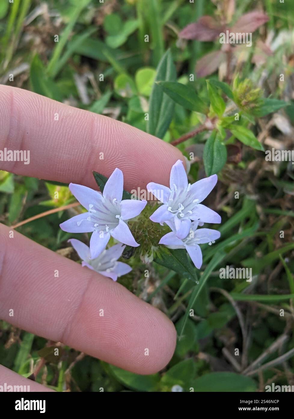 largeflower Mexican clover (Richardia grandiflora Stock Photo - Alamy